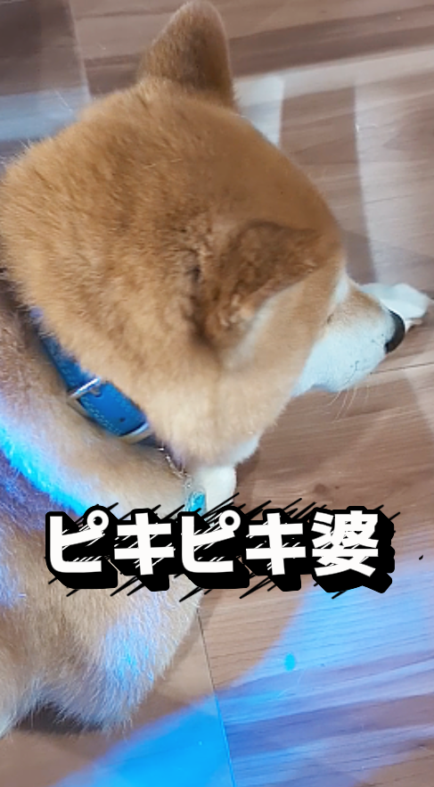 【動画】ピキピキ婆について | STEVE STUDIO official site