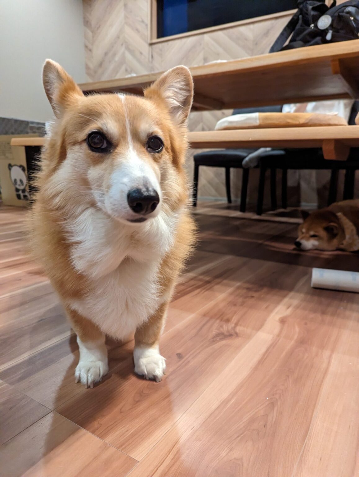 かーさんブログ始動！ | STEVE STUDIO official site