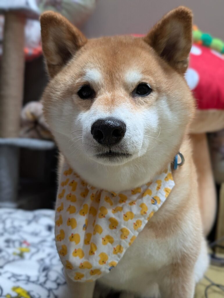 かーさんブログ始動！ | STEVE STUDIO official site