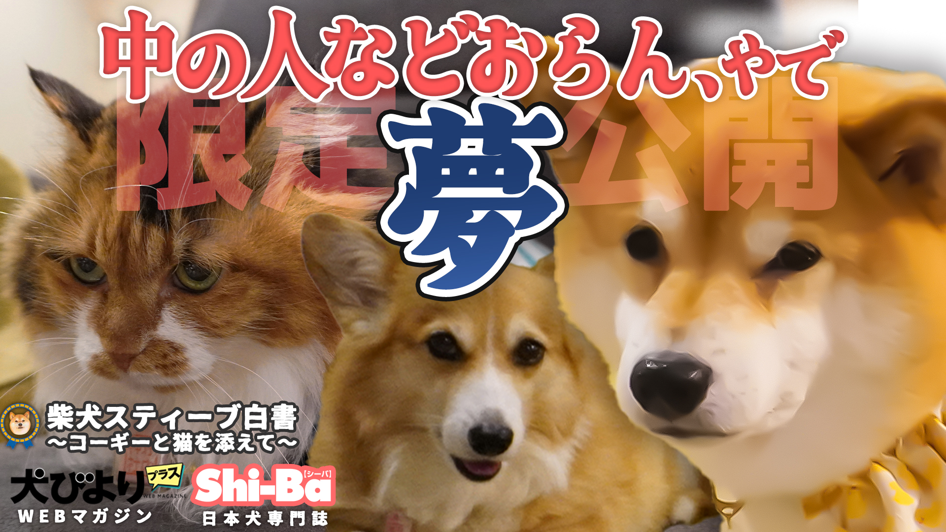 STEVE STUDIO official site